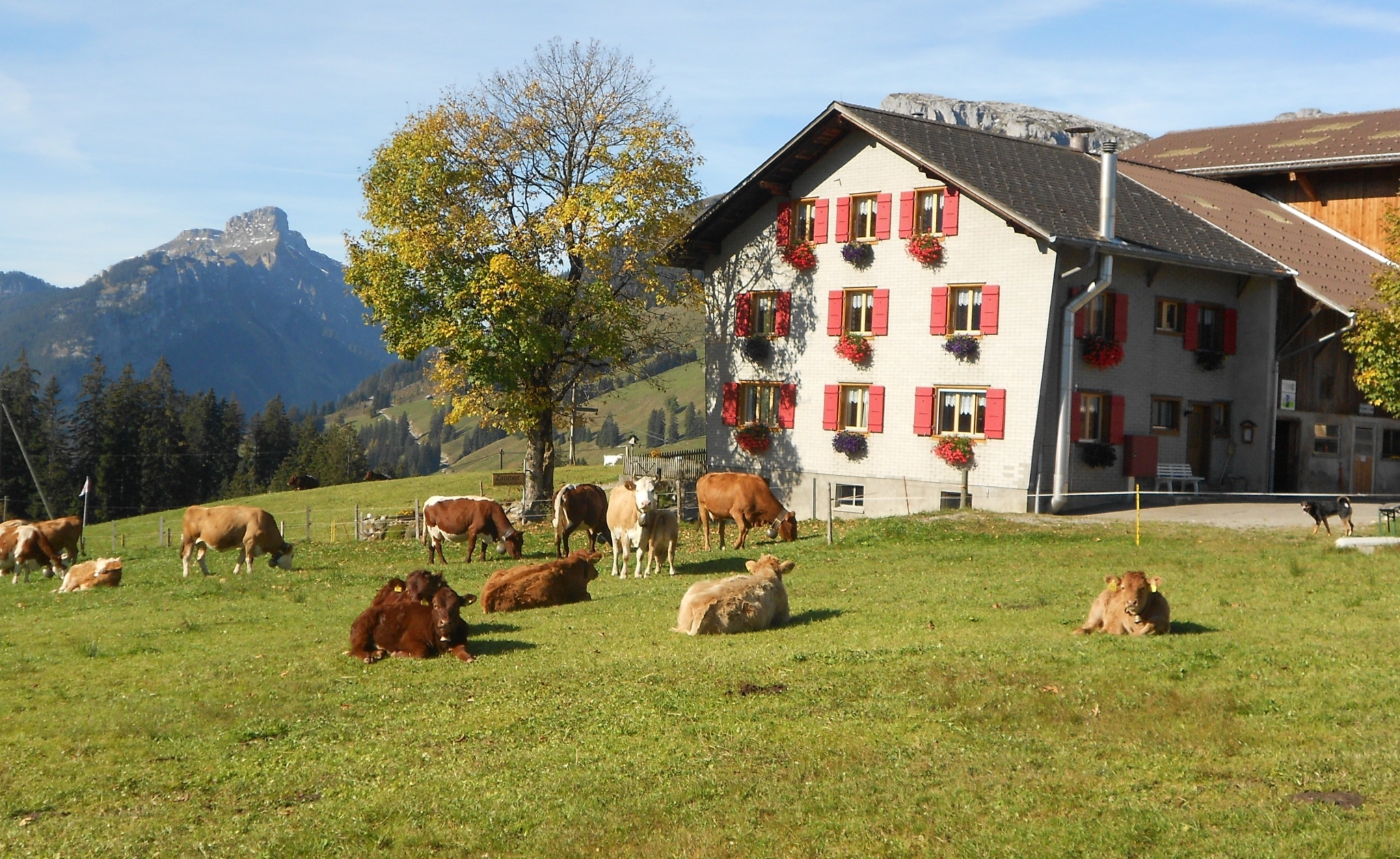 Bauernhof Maurer – Ferien auf dem Bauernhof in der Schweiz